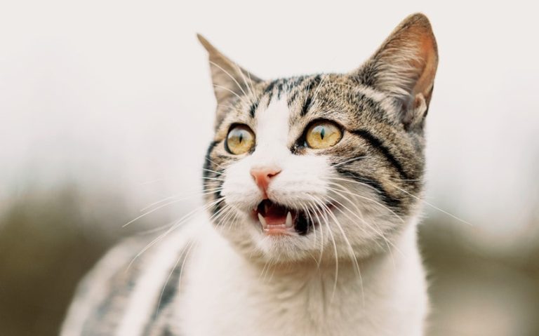 Cat Sneezing: What It Means and When to Worry