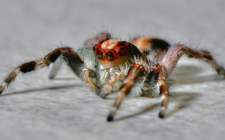 What Kills Spiders Instantly? 10 Quick and Easy Solutions