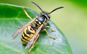 What Do Wasps Hate? Top 5 Smells They Can’t Stand